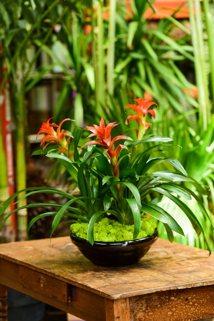 bromeliad plant