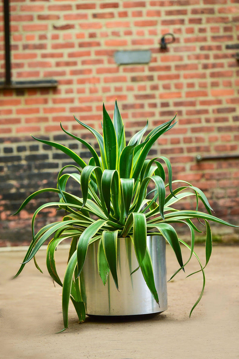 Variegated Dwarf Agave – Interior Foliage Design