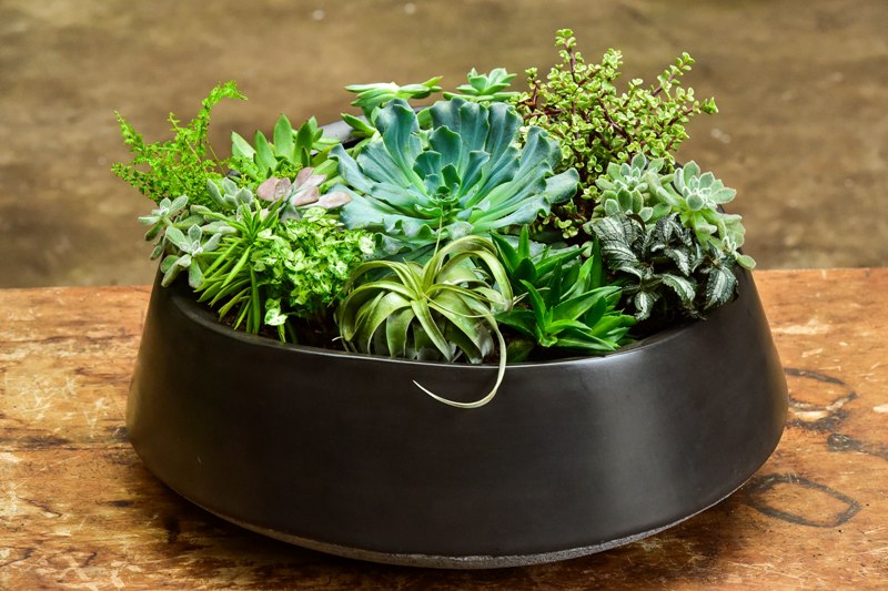 Dream Machine – Interior Foliage Design