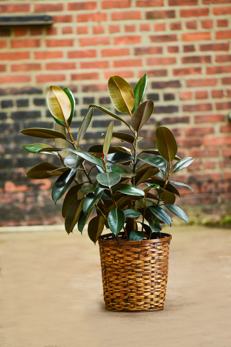 Ficus elastica (Rubber Tree Plant) – Interior Foliage Design
