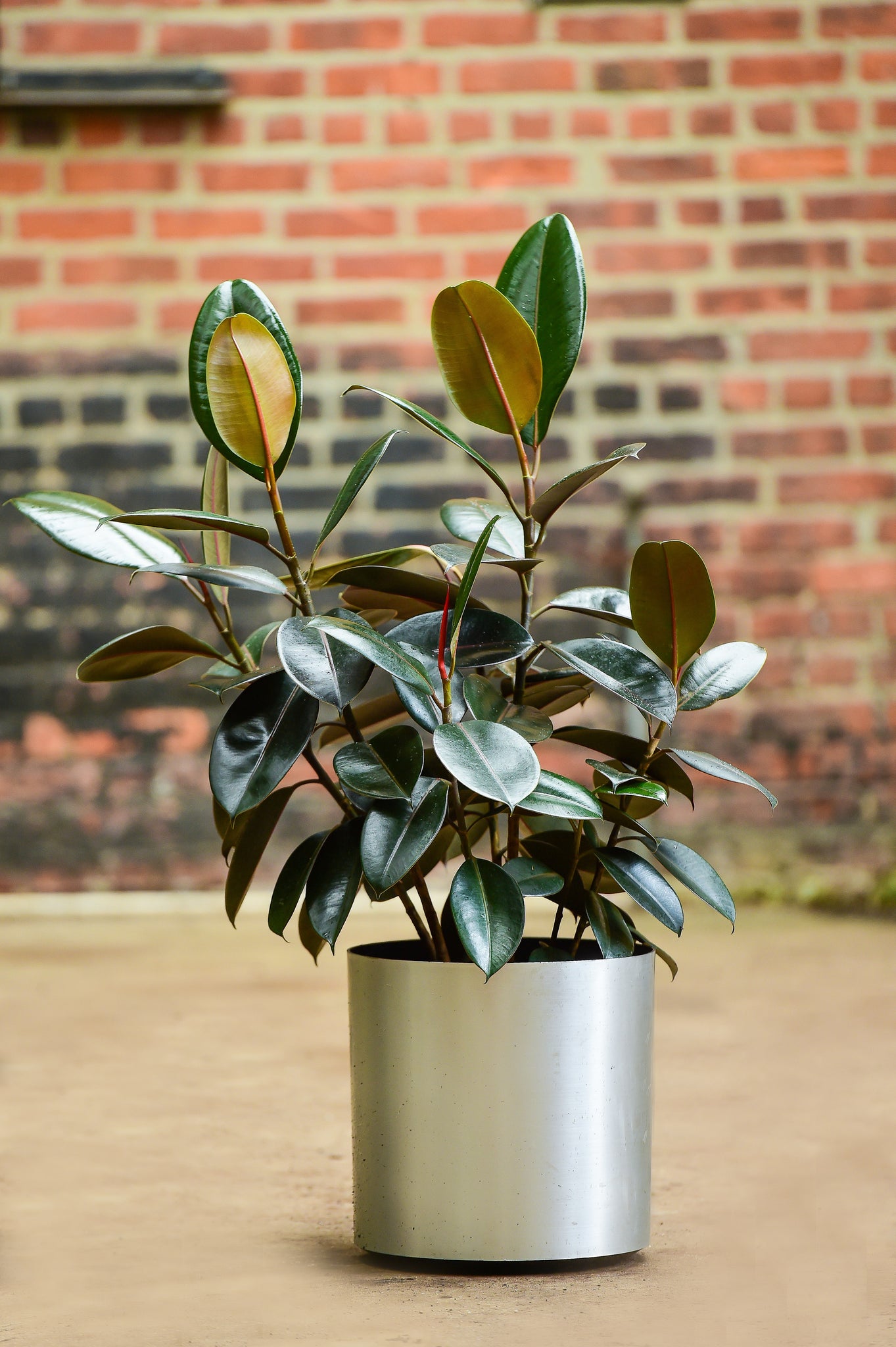 Ficus elastica (Rubber Tree Plant) – Interior Foliage Design