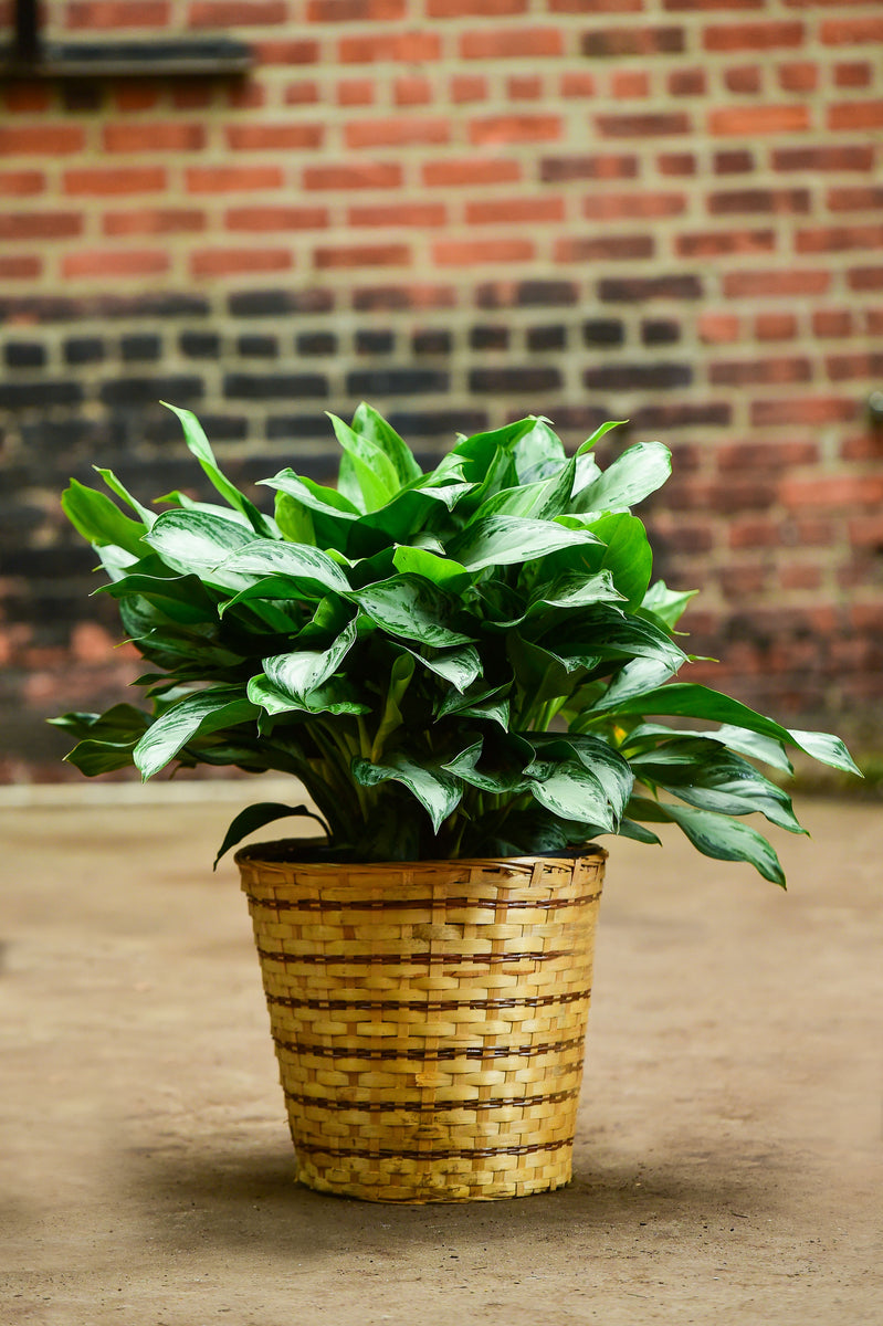 Chinese Evergreen – Interior Foliage Design