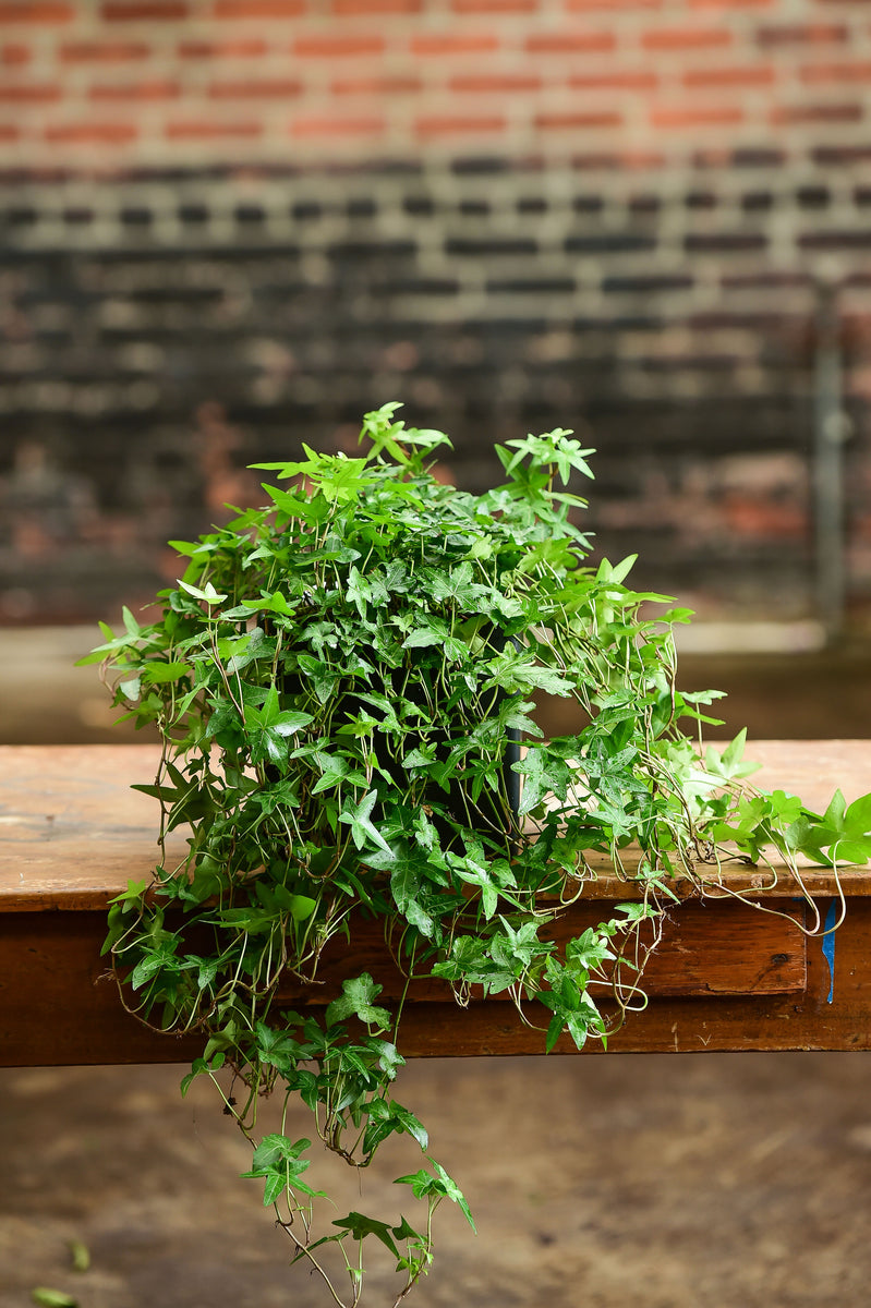 English Ivy – Interior Foliage Design
