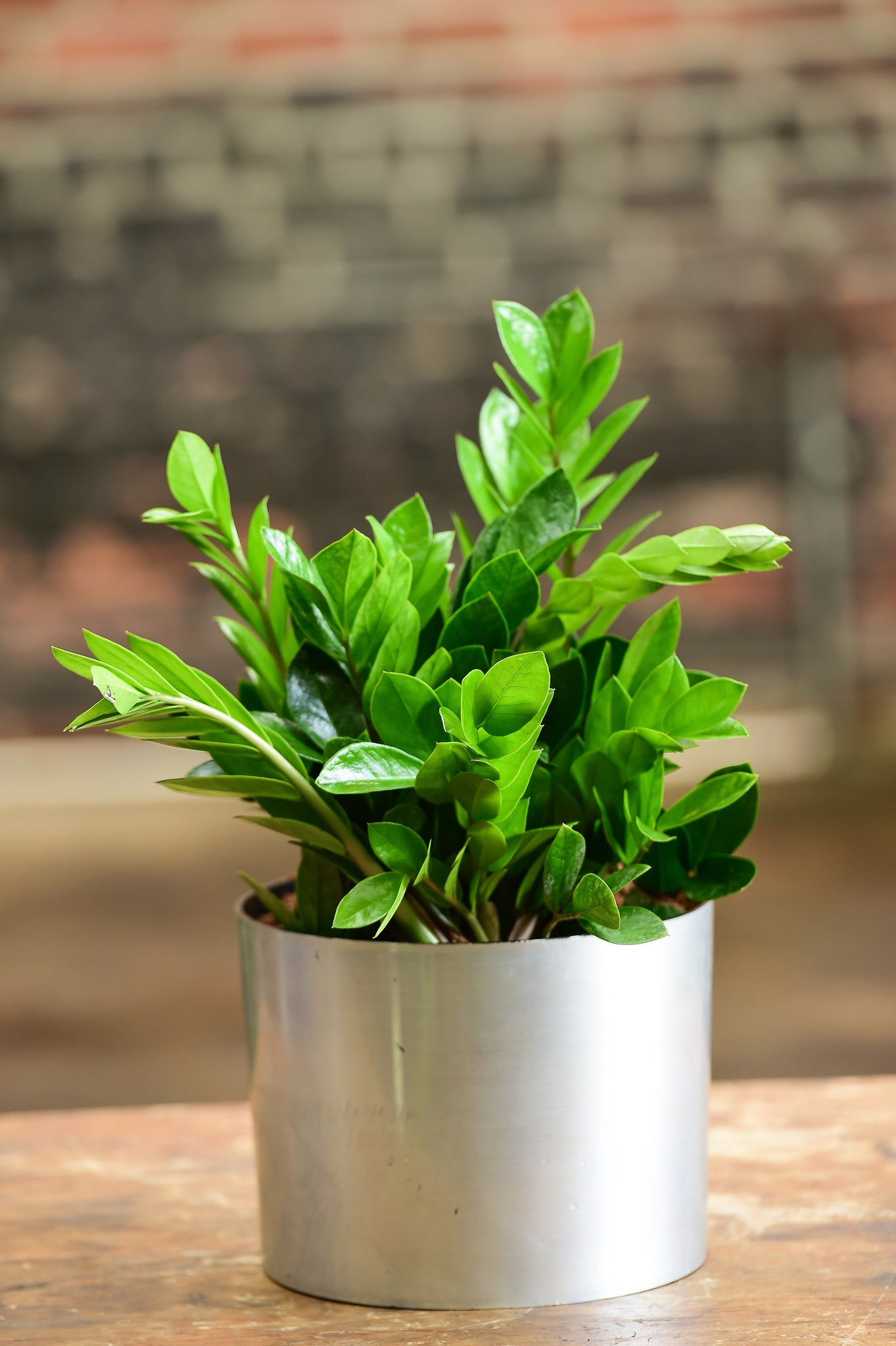 ZZ Plant Bonsai – Interior Foliage Design