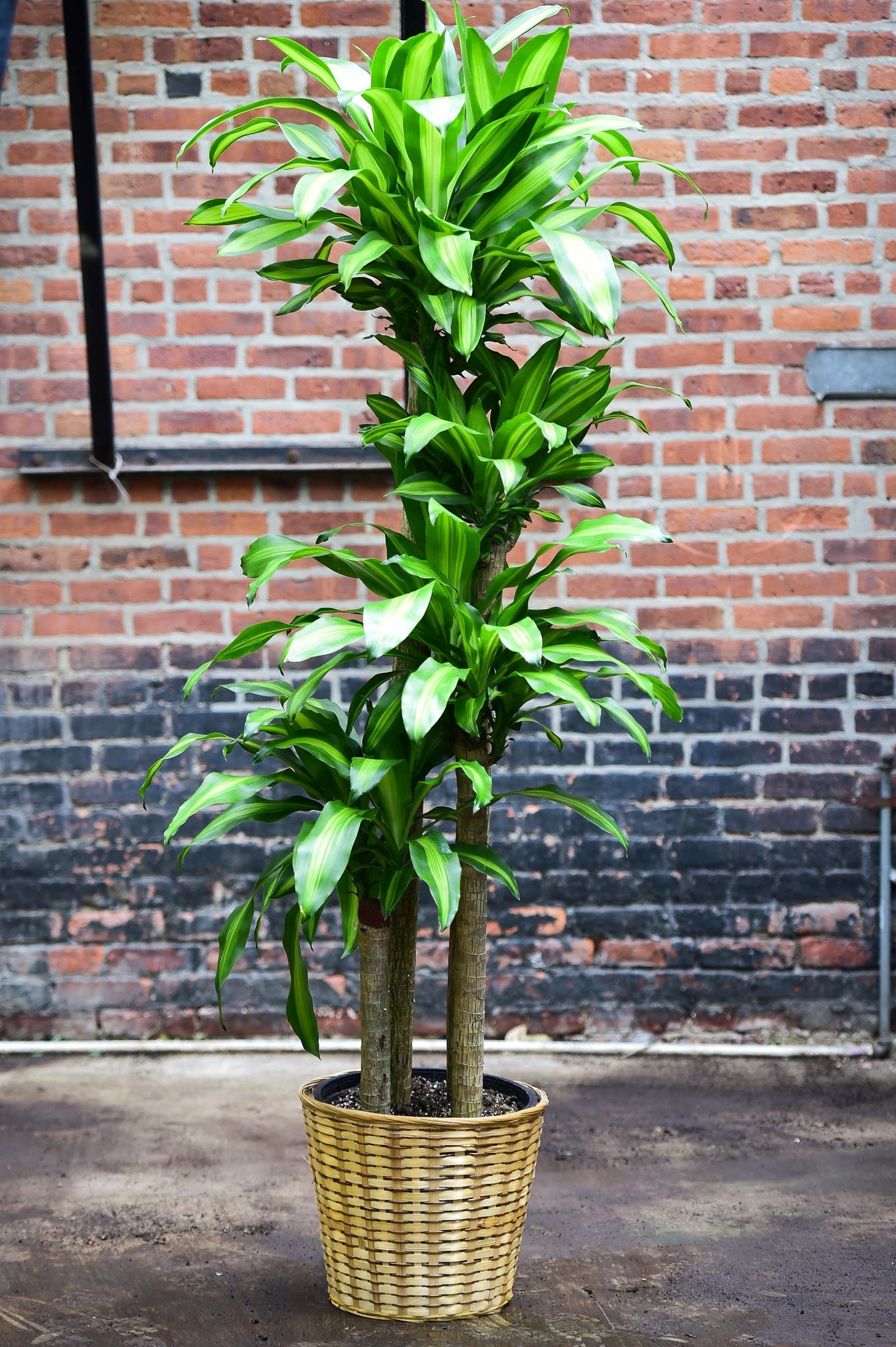 'Corn Plant' Mass Cane – Interior Foliage Design