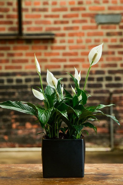 Spathiphyllum 'Peace Lily' (Tabletop) – Interior Foliage Design