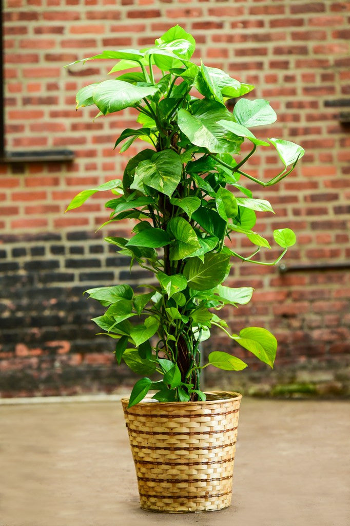 Pothos Tower – Interior Foliage Design