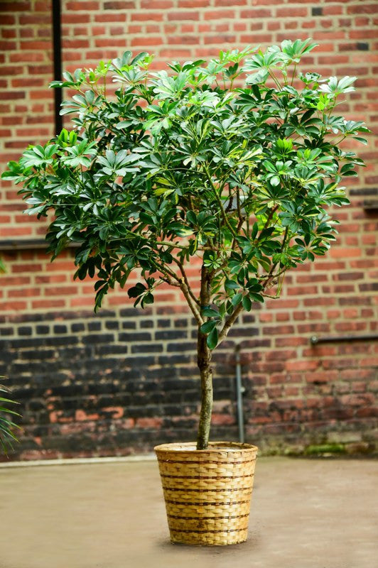 schefflera plant