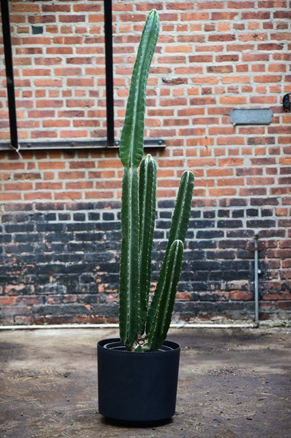 Cereus Peruvianus – Interior Foliage Design
